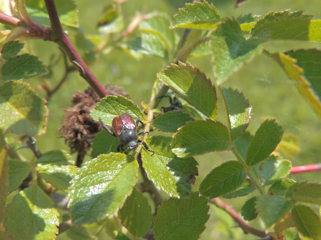 Welsh Chafer from Surrey, UK on June 8, 2023 at 11:30 AM by matilda ...