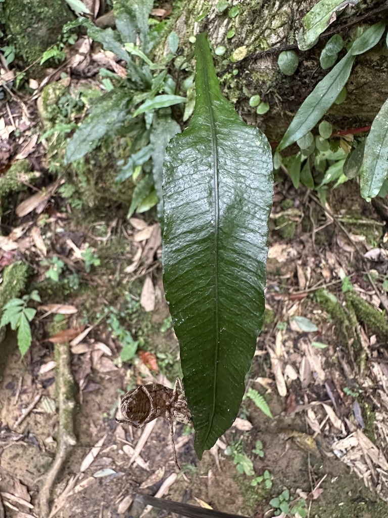 leptochilus ferns from 瑞芳區, TW on June 4, 2023 at 11:10 AM by KOFANG ...