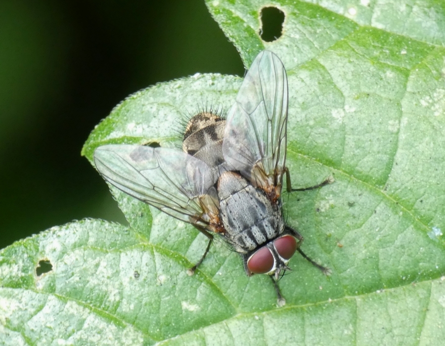 False Stable Fly from Lubinicko, Polska on June 9, 2023 by Marek ...