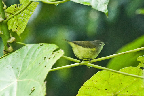 Fan-tailed Gerygone (Rennell) (Subspecies Gerygone flavolateralis citrina) · iNaturalist