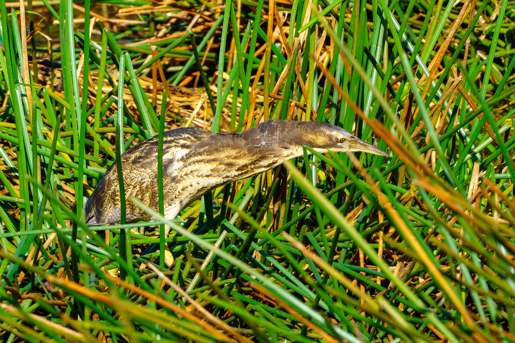 Australasian Bittern from Pambula NSW 2549, Australia on June 9, 2023 ...