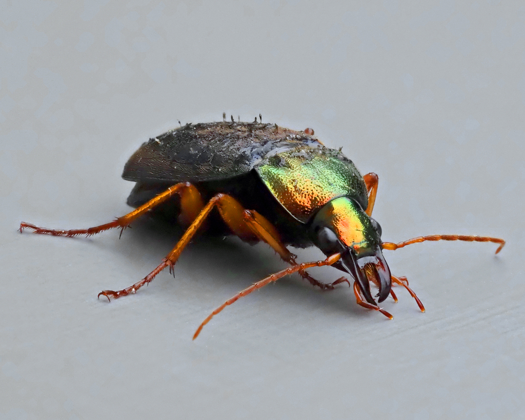 Emarginate Chlaenius from Salem, NH 03079, USA on June 9, 2023 at 05:29 ...