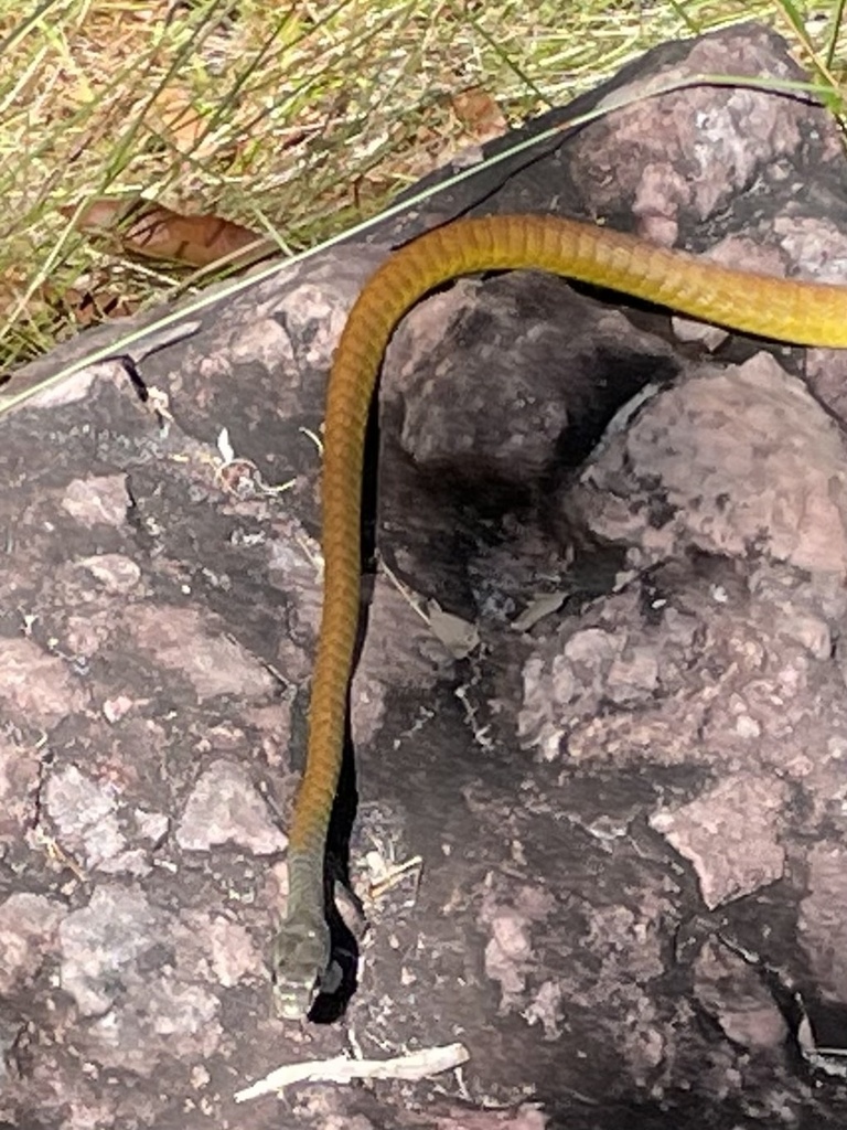 Common Tree Snake from Parc national Litchfield, Litchfield Park, NT ...