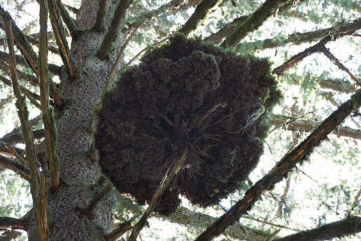 douglas-fir dwarf mistletoe (Plants of Oregon Caves National Monument ...