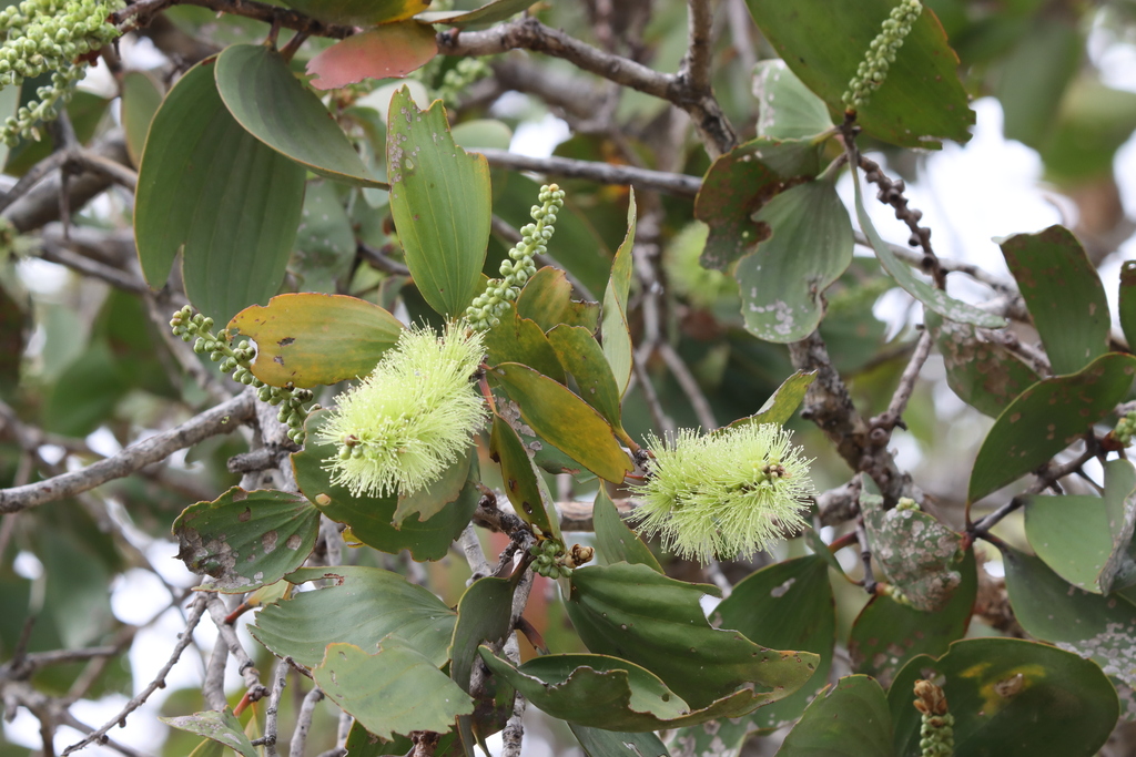 Broad Leaved Tea Tree from Townsville QLD, Australia on June 7, 2023 at ...