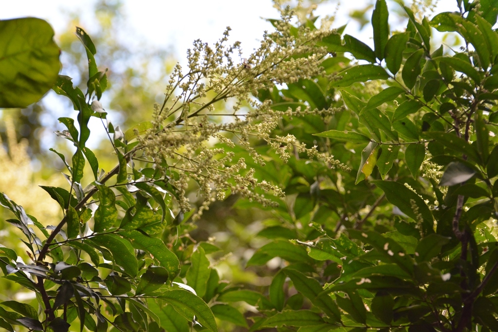 Matayba oppositifolia (A.Rich.) Britton