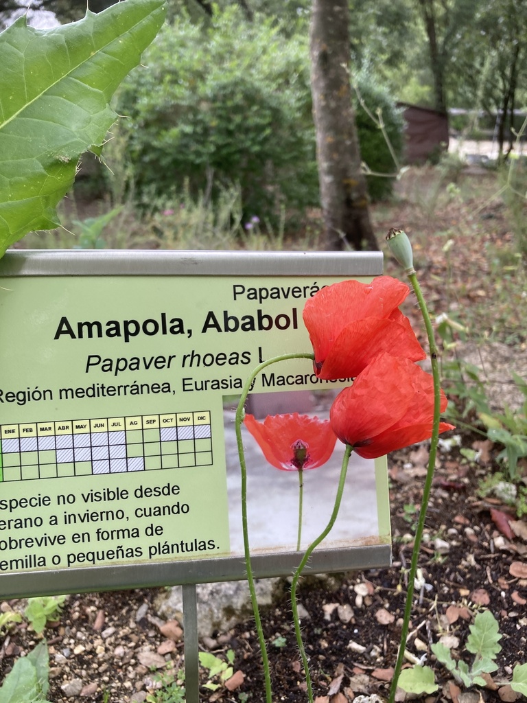 common poppy from Jardín botánico El Castillejo, Parque Natural Sierra ...
