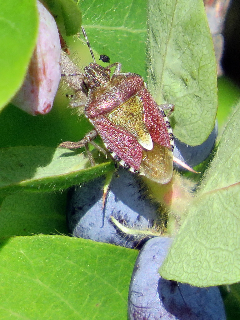 Sloe Bug from г. Нижняя Тура, Свердловская обл., Россия on June 9, 2023 ...