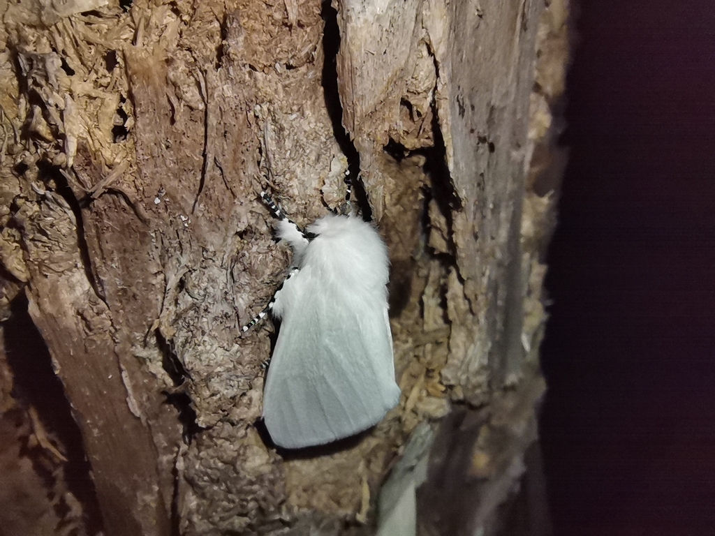 Leucoma candida from 上海市浦东新区南汇新城镇临港 on June 9, 2023 at 07:54 PM by ...