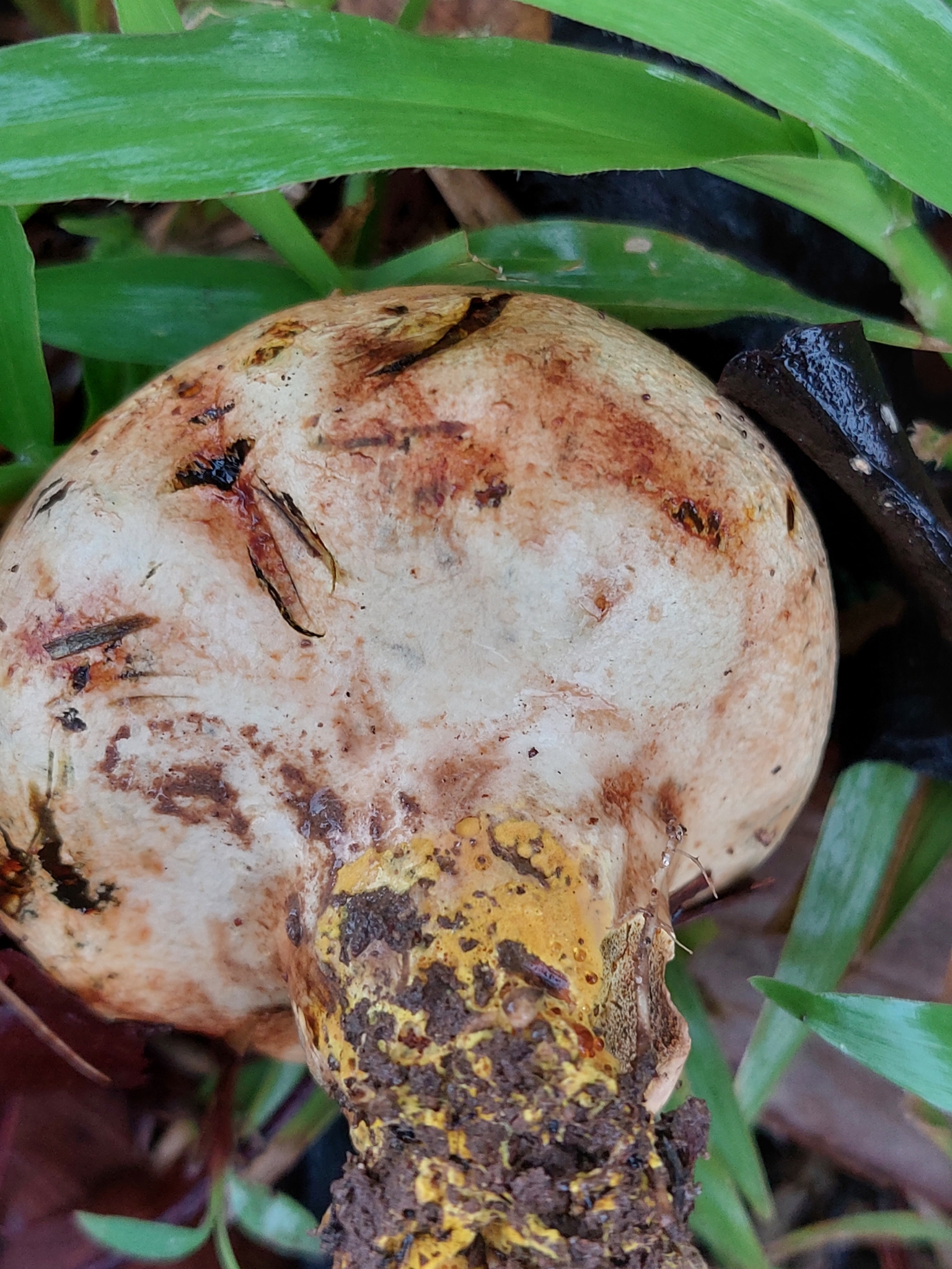 Scleroderma cepa Pers.