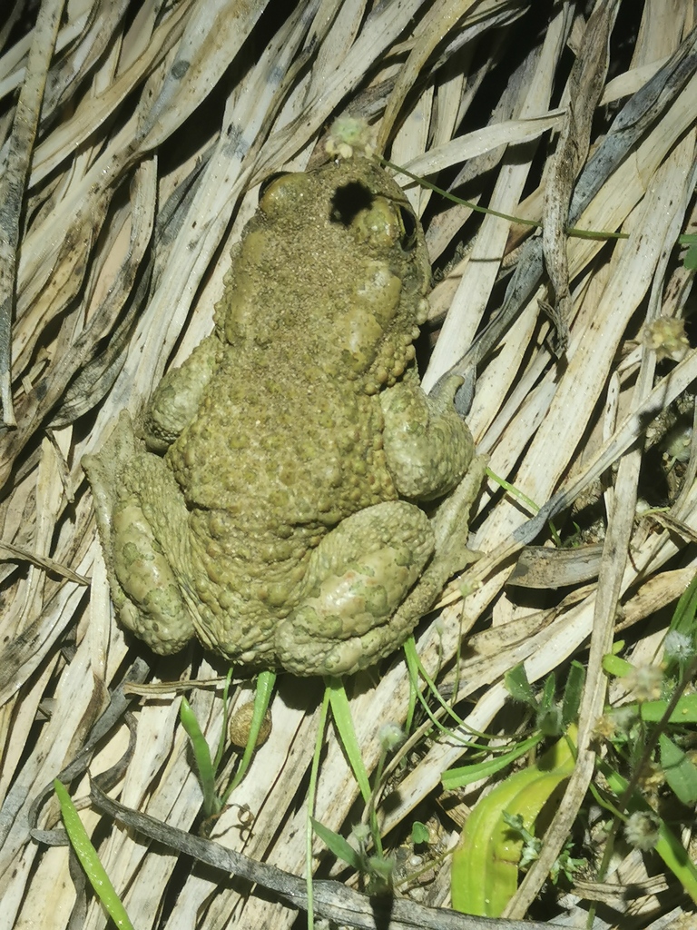 Balearic Green Toad from 20226 Palasca, France on 26 May, 2023 at 09:45 ...