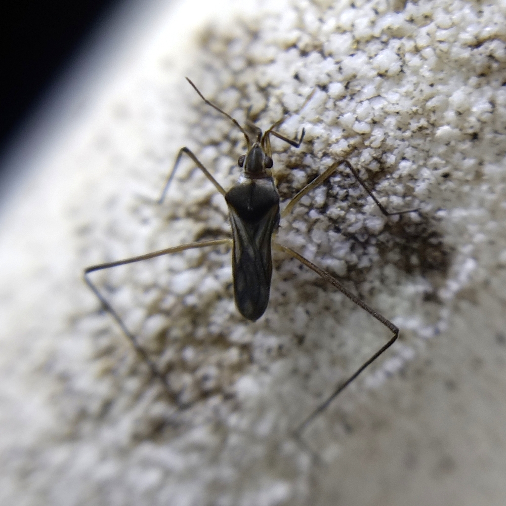 Microvelia longipes from San Juan, Bolivia on June 4, 2023 at 08:13 PM ...