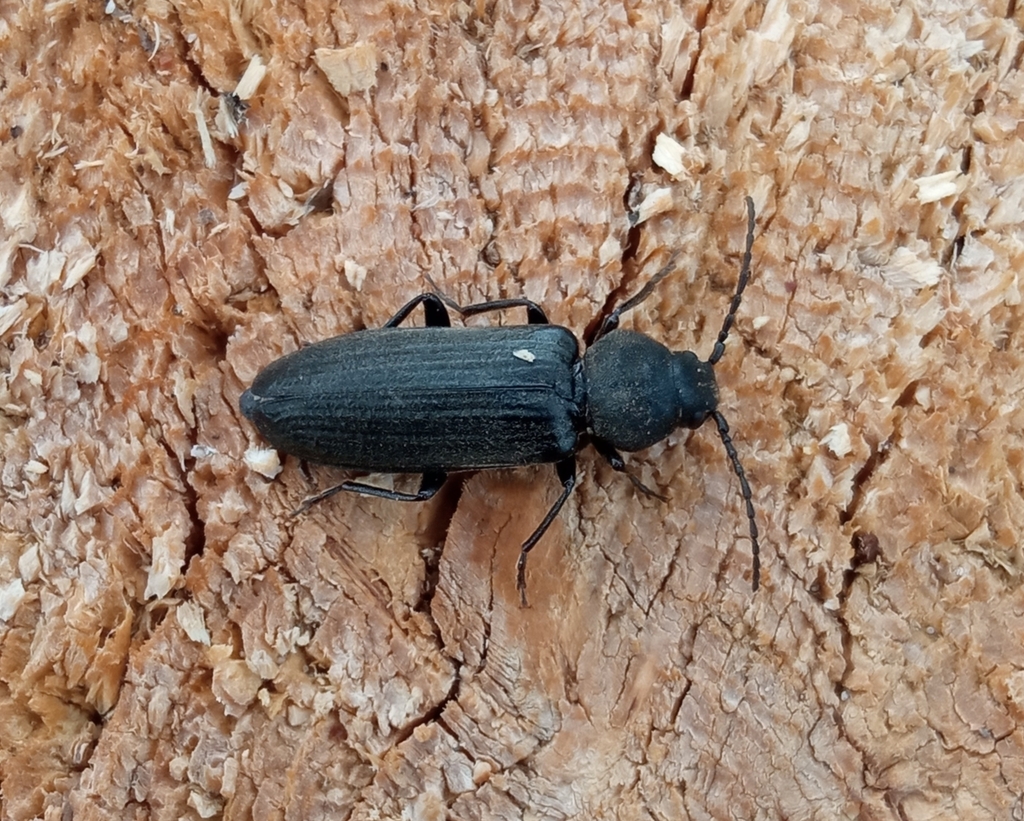 Black Spruce Borer from республика Удмуртия, Россия, 427104 on June 9 ...