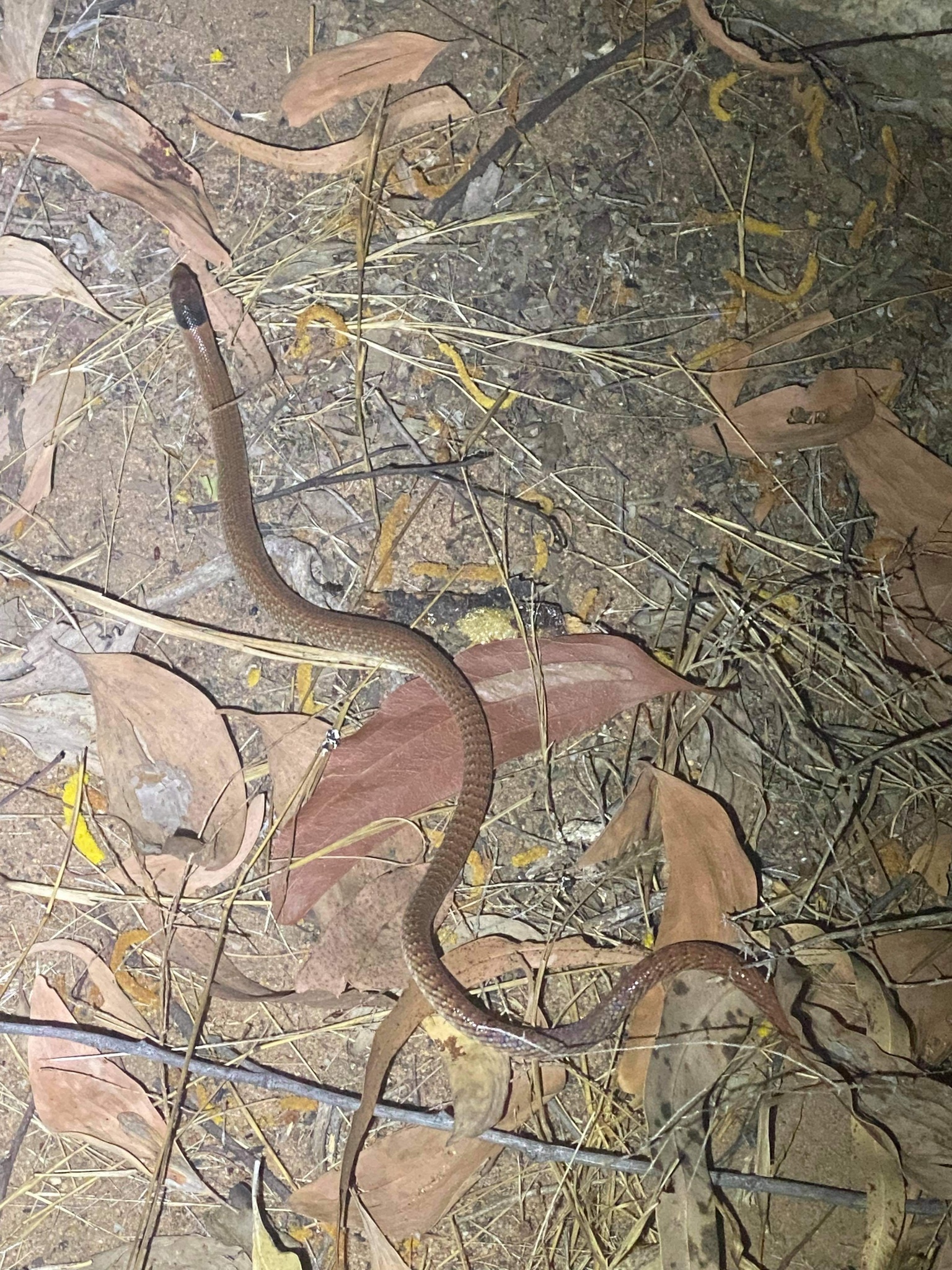 Pygopus steelescotti James, Donnellan & Hutchinson, 2001