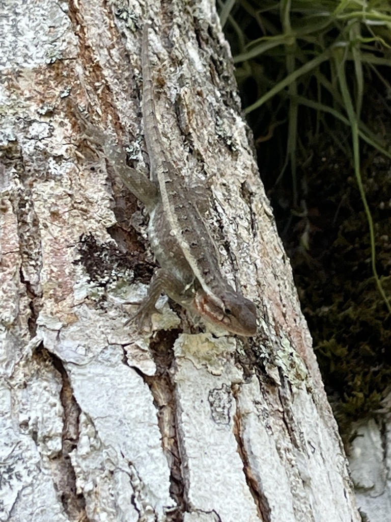 Rose-bellied Lizard from Blue Meambar Mountain National Park, Santa ...
