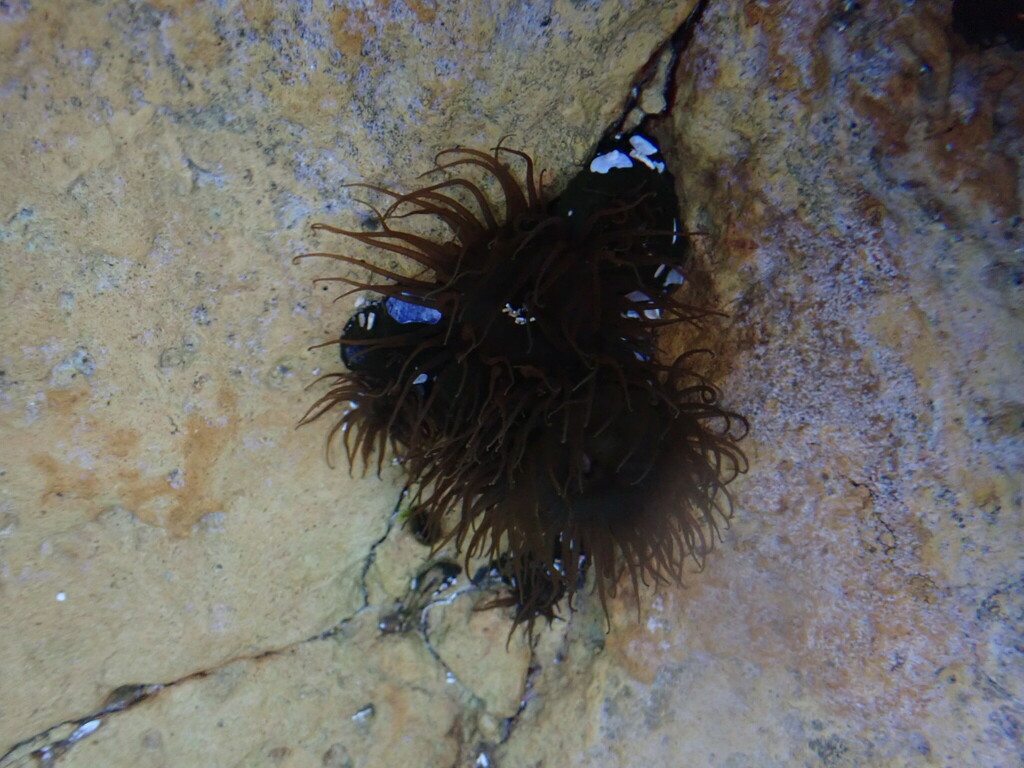 Green snakelock anemone from Kingborough, TAS, Australia on June 9 ...