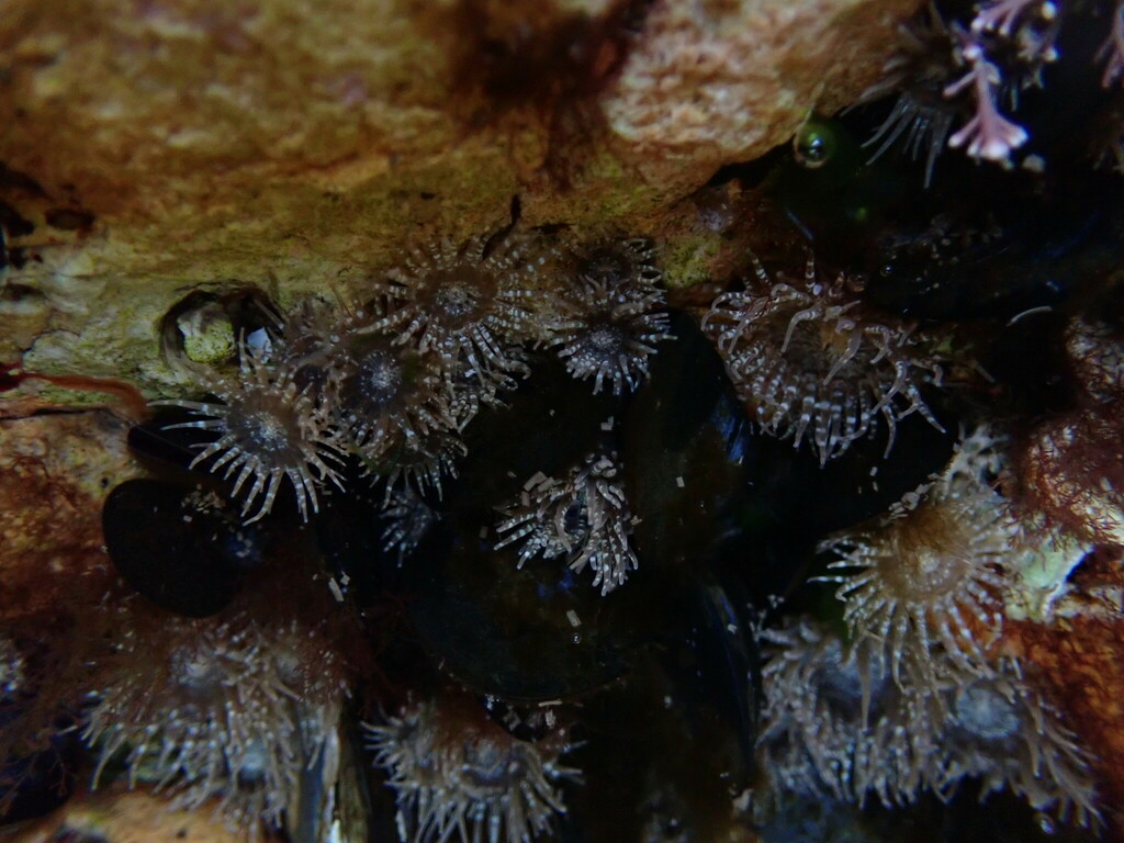 Anthopleura hermaphroditica from Kingborough, TAS, Australia on June 9 ...