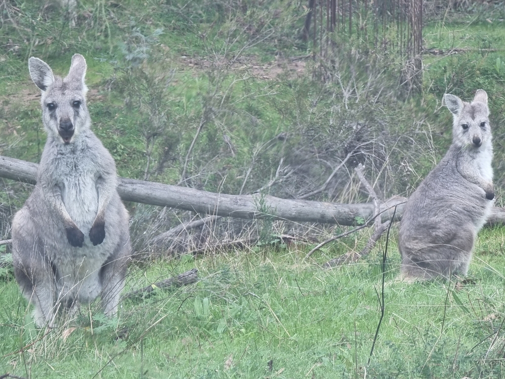 Common Wallaroo from Cowra, AU-NS, AU on June 9, 2023 at 02:11 PM by ...