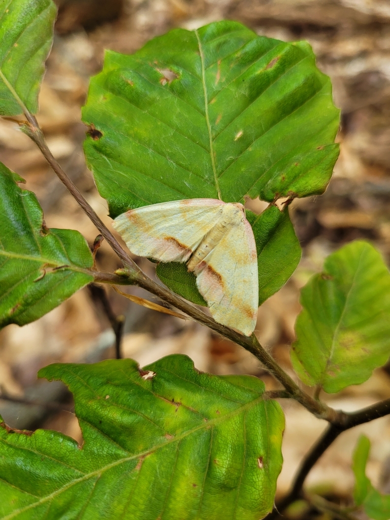 Lemon Plagodis Moth from Coolbaugh Township, PA 18466, USA on June 9 ...