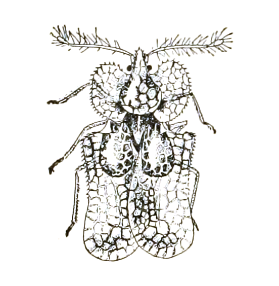 Lace Bugs (Greenland Nursery IPM) · iNaturalist