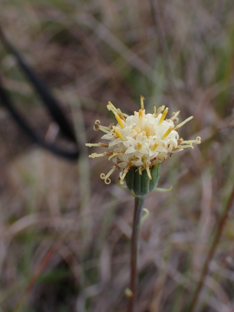 Toxic Beads from Hartenbos, Mossel Bay, 6520, South Africa on June 8 ...