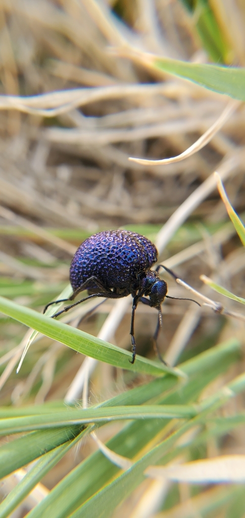 Black Bladder-bodied Meloid from Caballo, NM 87931, USA on June 9, 2023 ...