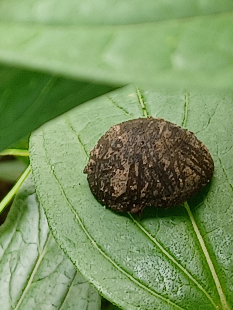 Diolcus chrysorrhoeus from Jackson, MS 39202, USA on June 9, 2023 at 08 ...