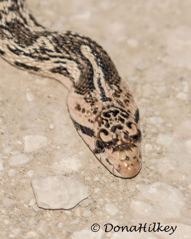 Great Basin Gopher Snake from Piceance- East Douglas HMA, Rio Blanco ...