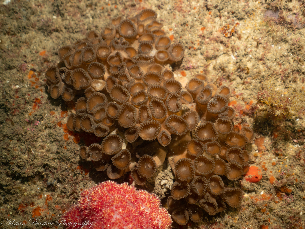 Sea Mat from eThekwini, ZA-NL, ZA on June 4, 2023 at 11:59 AM by ...