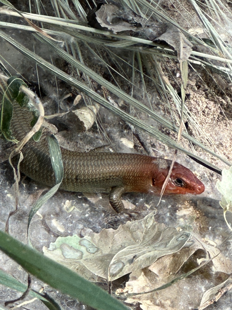 Gilbert's Skink in May 2023 by Lisa Moberg · iNaturalist