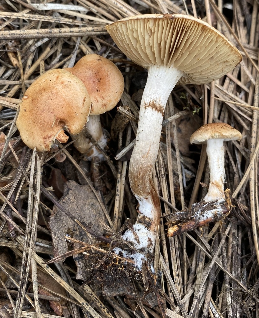Pholiota spumosa from University Dr, McCall, ID, US on June 8, 2023 at ...