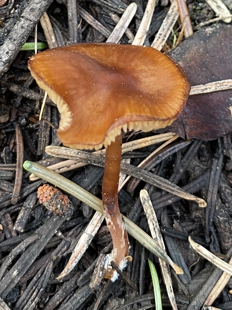 Rhodophana from McCall, ID, US on June 8, 2023 at 07:21 PM by Ed Barge ...
