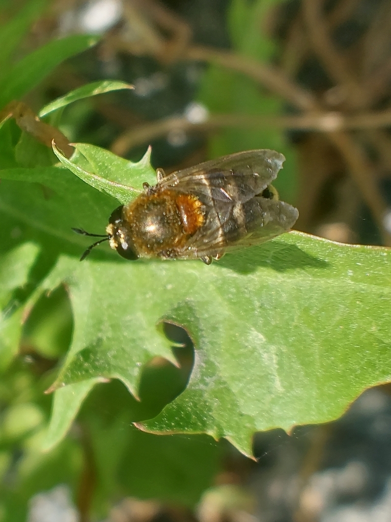 Ant Flies from 756 55 Uppsala, Sweden on June 9, 2023 at 03:53 PM by ...