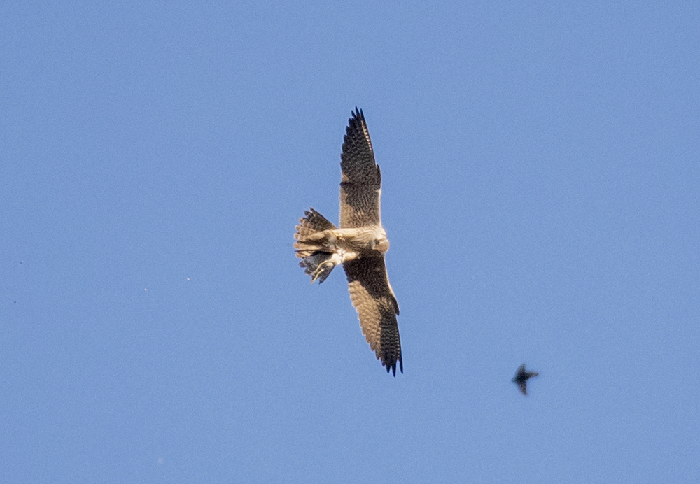 Red-capped Peregrine Falcon (Falco peregrinus babylonicus) - Avian ...