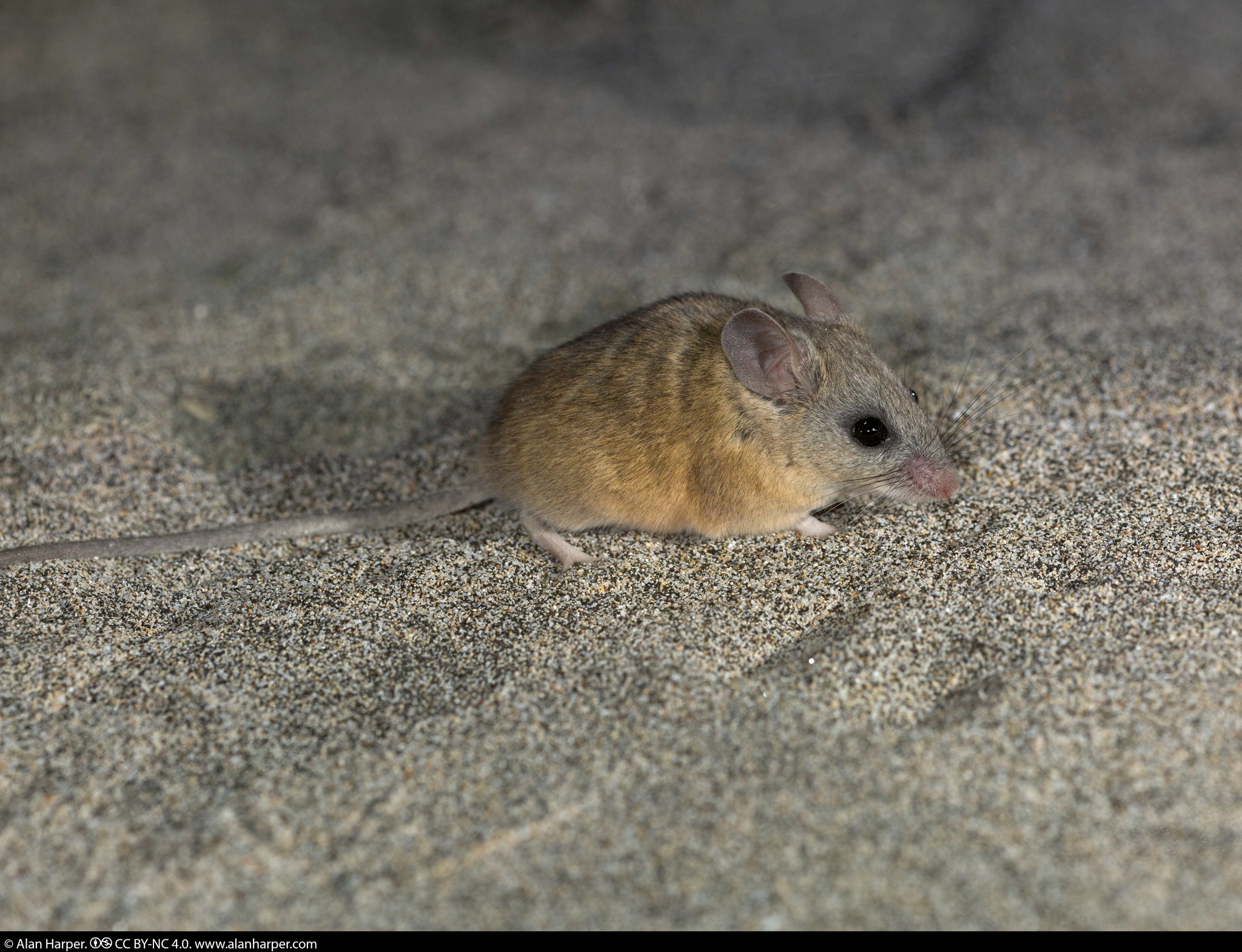 Peromyscus caniceps Burt, 1932