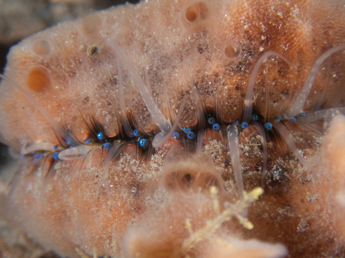 Lindapecten exasperatus · iNaturalist