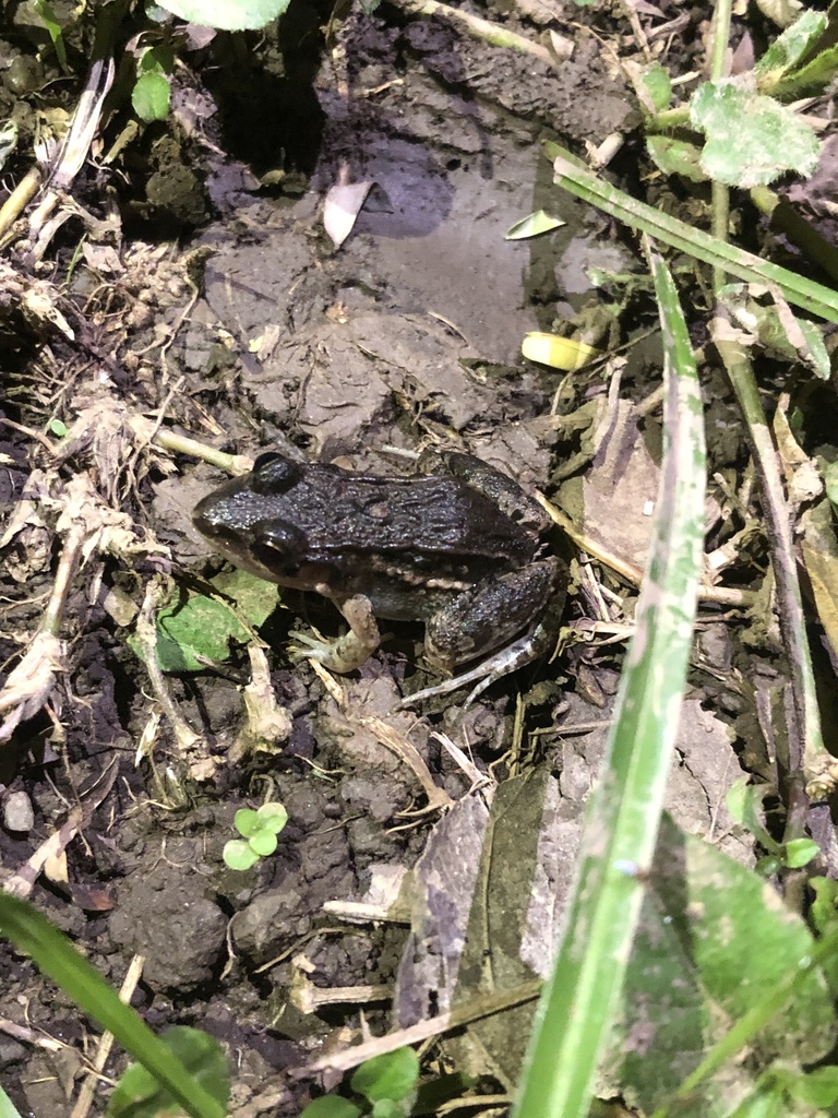 Neotropical Grass Frogs from Olancho, HN on June 8, 2023 at 07:25 PM by ...