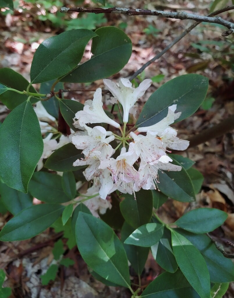 Carolina Rhododendron from Murray County, GA, USA on June 7, 2023 at 12 ...