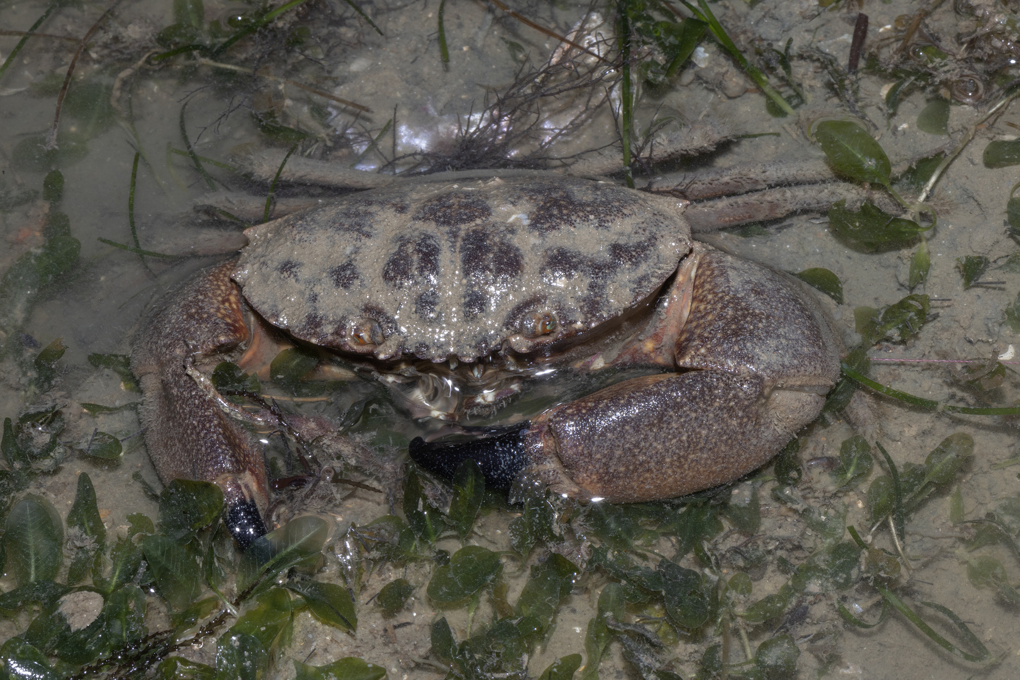 Myomenippe hardwickii (Gray, 1831)