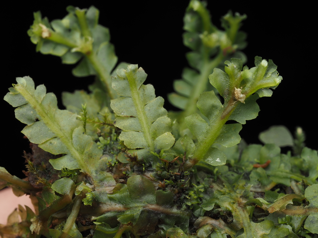 Symphyogyna brongniartii in June 2023 by Dan Tucker. 1701 on rotting ...