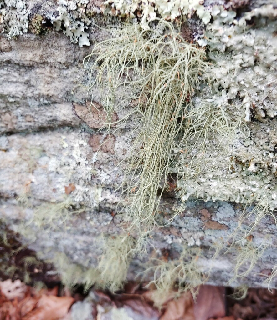 Red Beard Lichen from Murray County, GA, USA on June 7, 2023 at 02:23 ...
