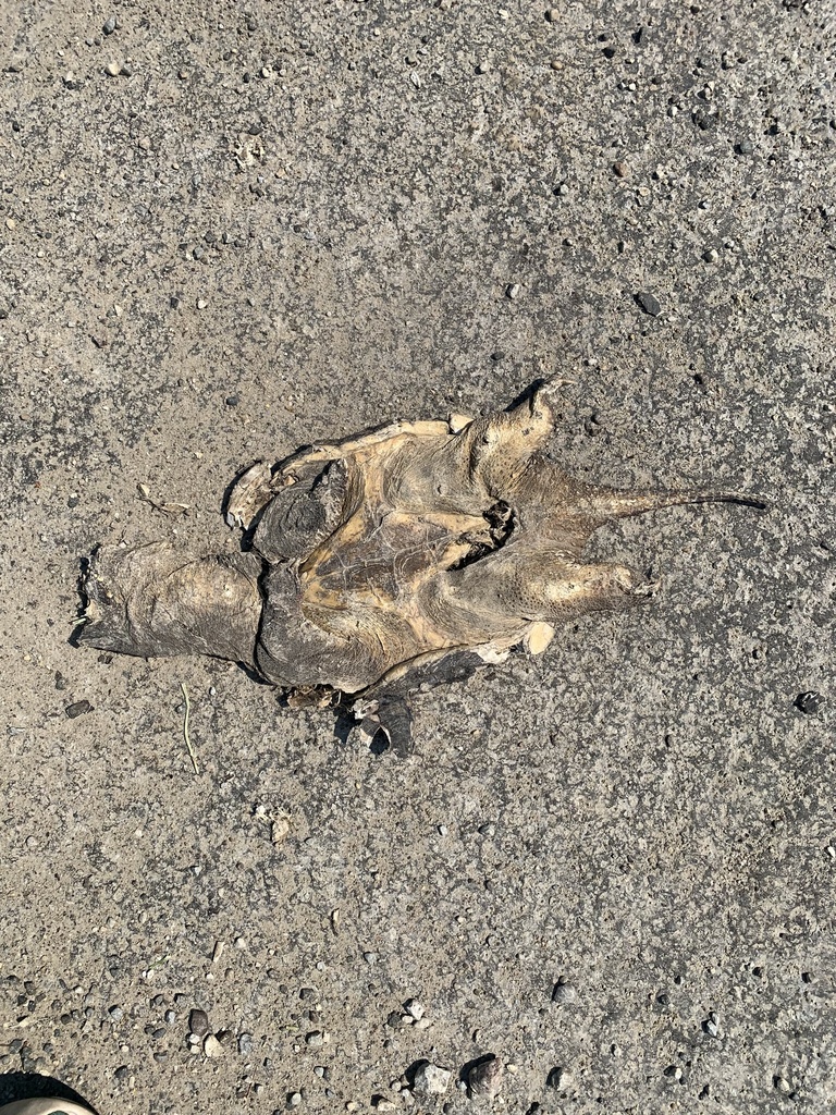 Common Snapping Turtle from Whipple St NE, Sand Lake, MI, US on June 9 ...