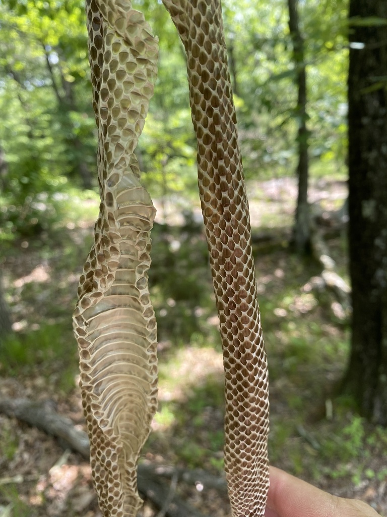 Colubrid Snakes from Towaco, NJ, US on June 9, 2023 at 11:11 AM by ...