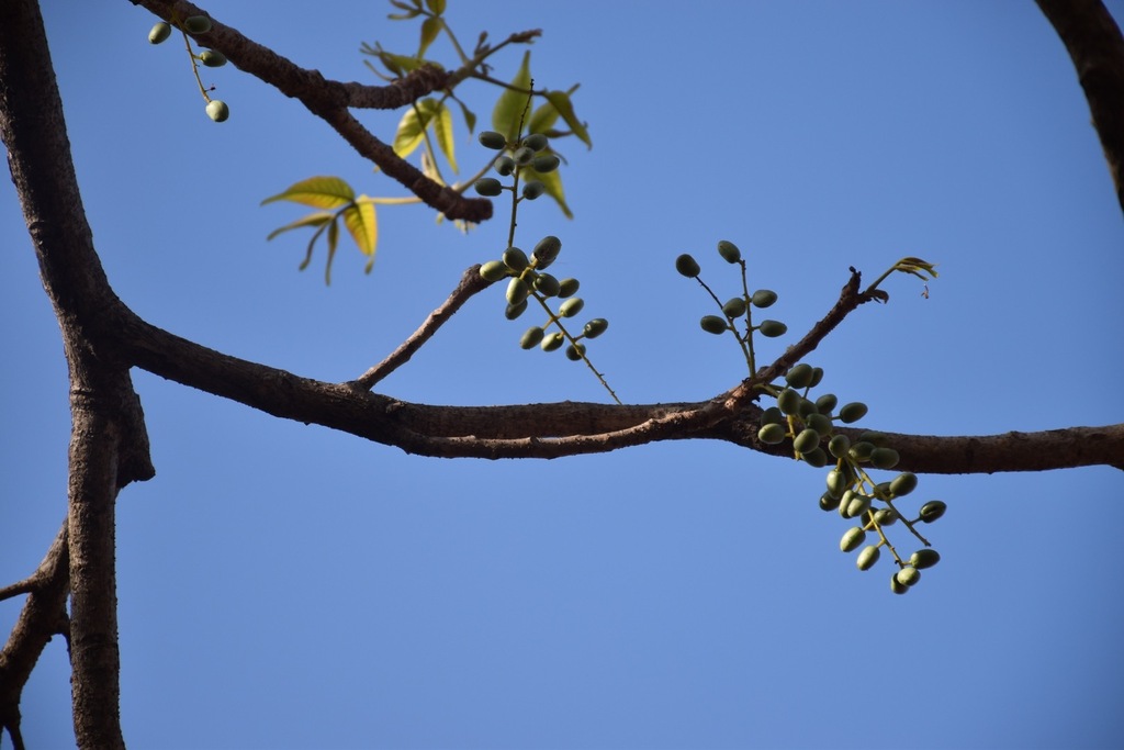 Indian Ash from Anjanwel, Maharashtra 415634, India on March 27, 2023 ...