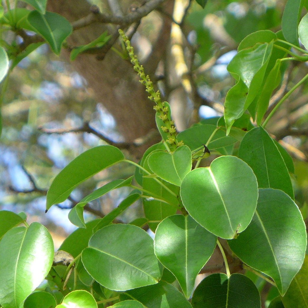 Manchineel (Hippomane mancinella) - Botanical Realm