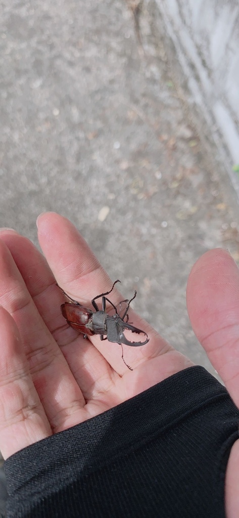 Lucanus klapperichi from 宜章县, 郴州市, 湖南省, CN on August 13, 2020 at 08:35 ...