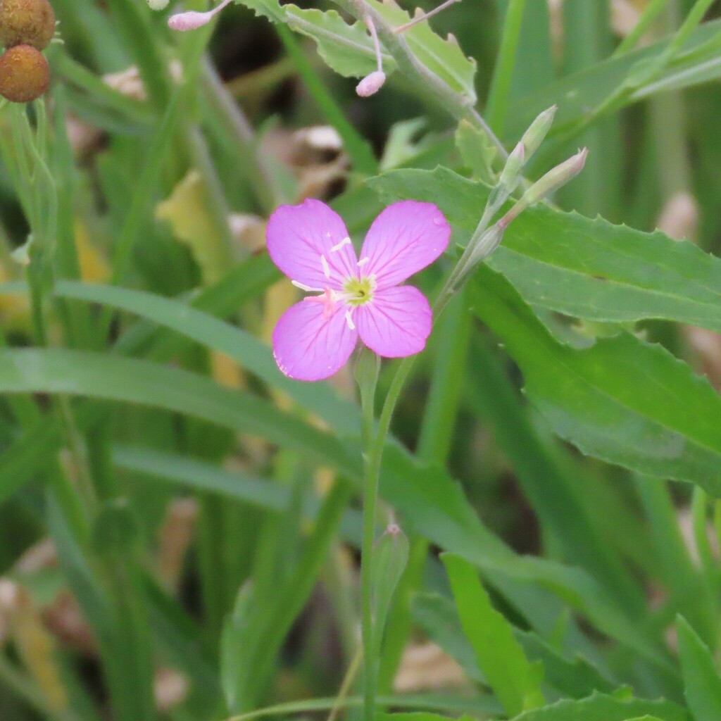 rose evening primrose from Cochise County, AZ, USA on June 9, 2023 at ...