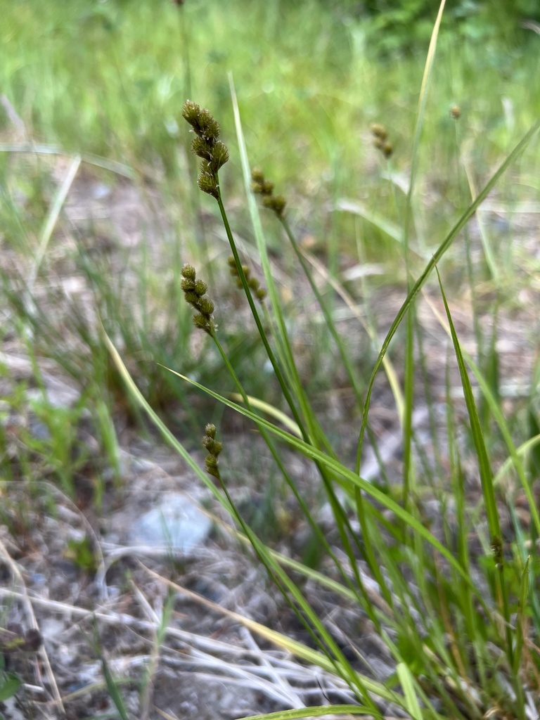 oval sedge from Nootka Island, BC, CA on June 9, 2023 at 06:36 AM by ...