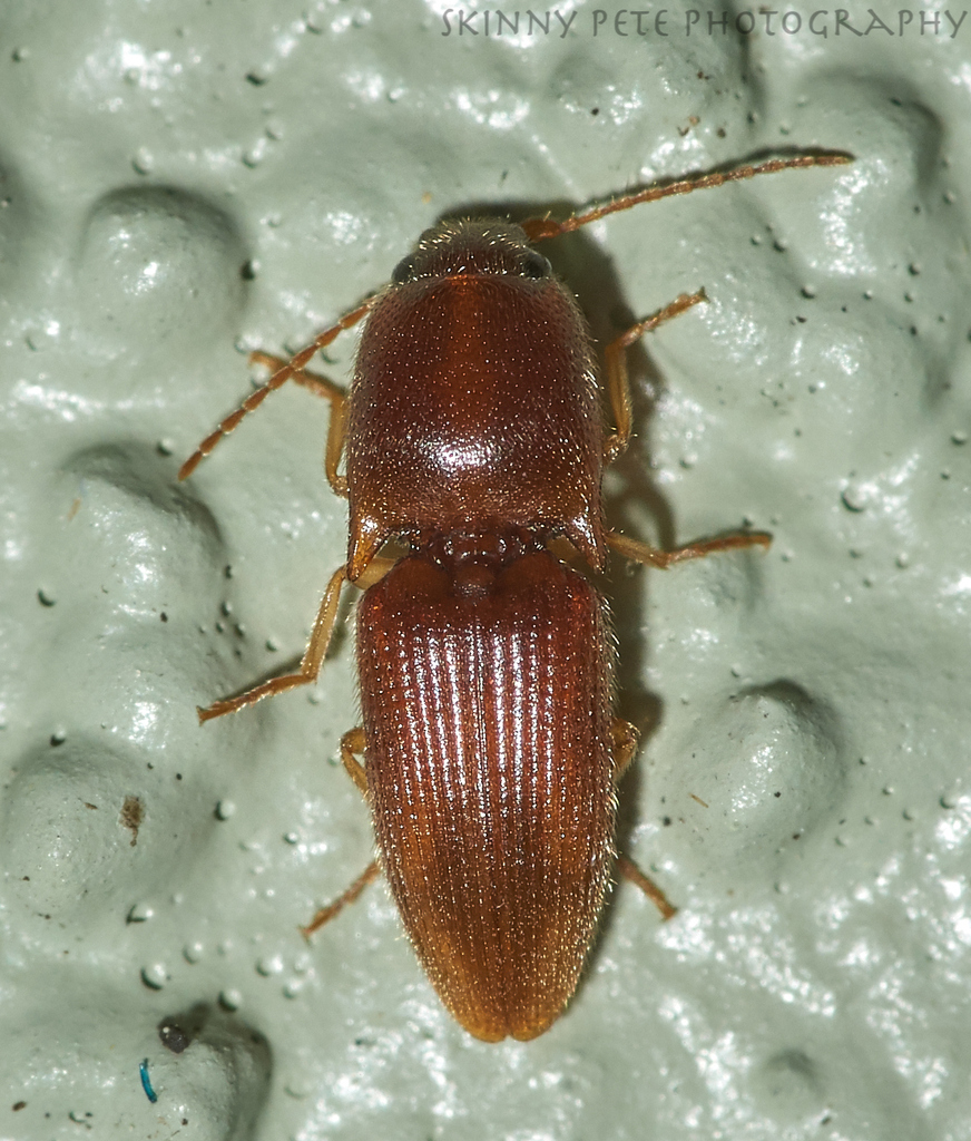 Monocrepidius blandulus from Home on June 8, 2023 at 11:06 PM by Peter May · iNaturalist