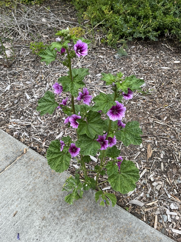 Common Mallow from Sonoma State University, Penngrove, CA, US on June 7 ...